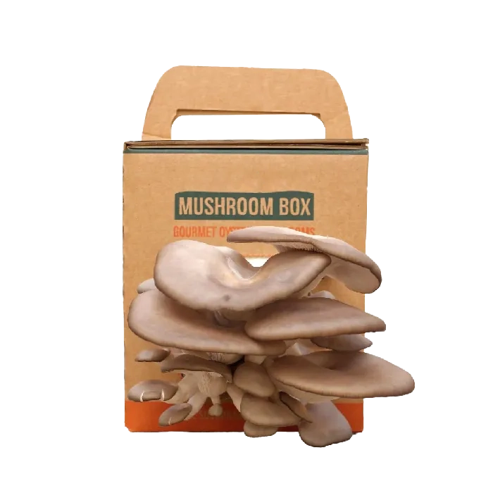 Mushroom Boxes – ASM